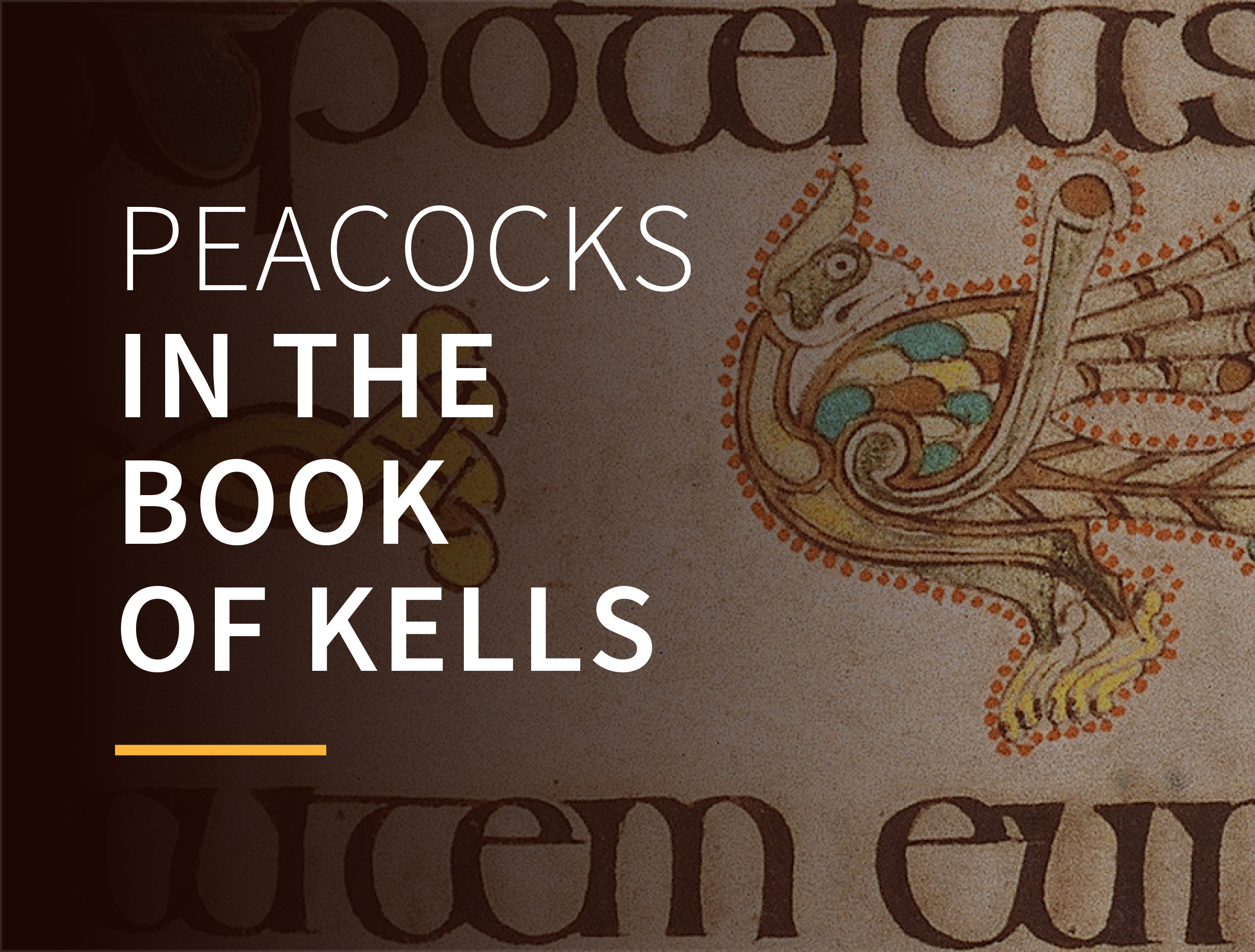 The Stunning Use of Peacocks in the Book of Kells | Visit Trinity
